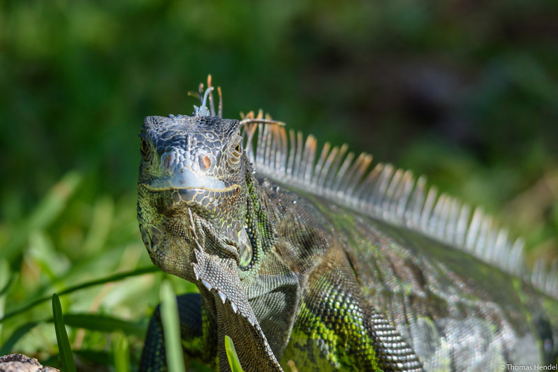 Lizards of Key Largo - Photography by Thomas Hendel